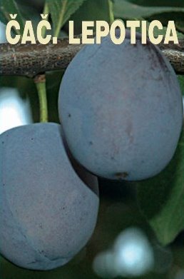 Sadnice sljive | Rasadnik voca Agrokalem-Plod